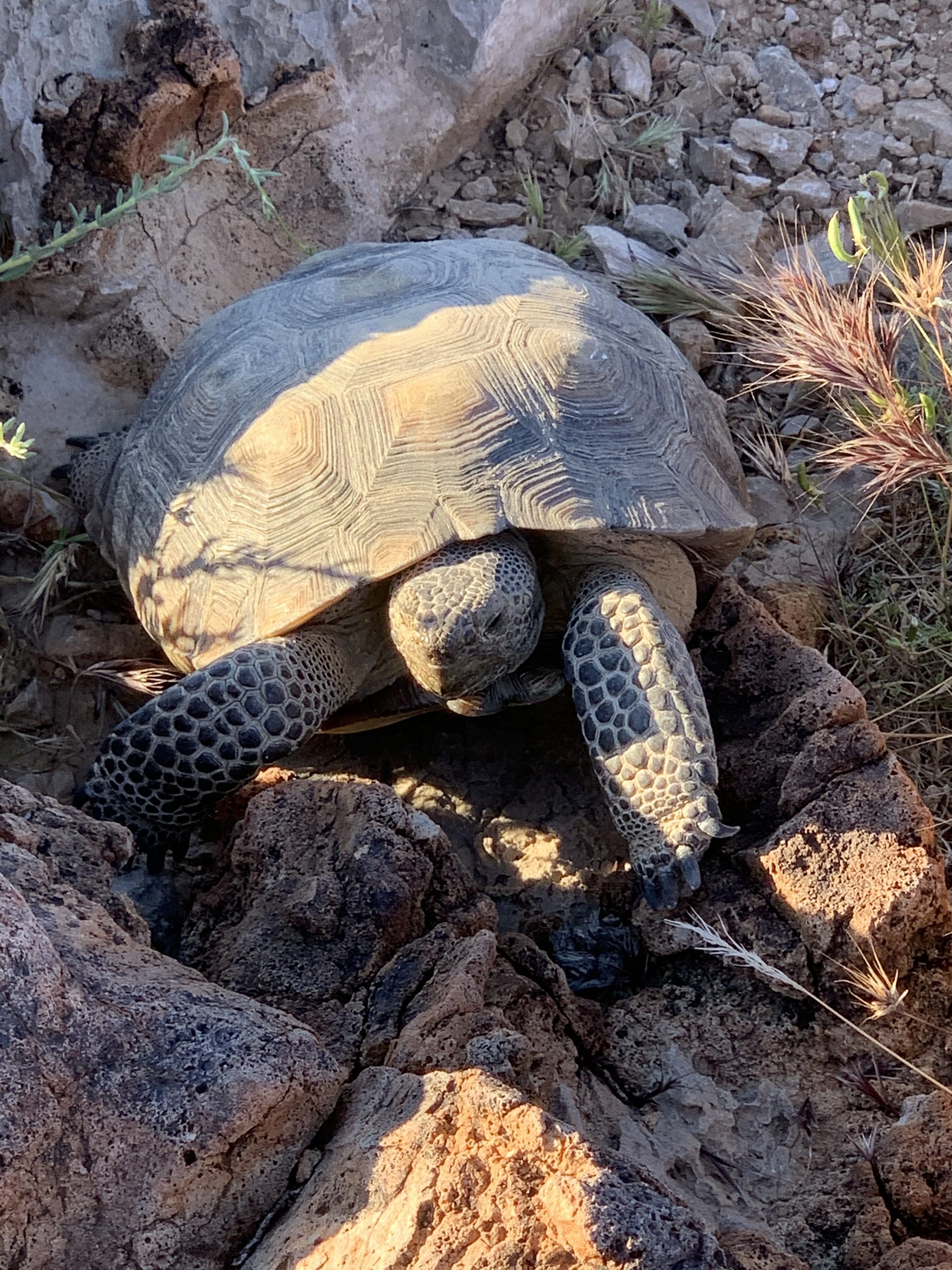 Uncovering the Genetic Secrets of Desert Tortoises: A Tale of Two ...